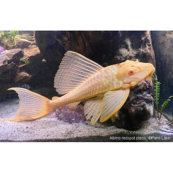 Albino Sailfin Pleco (10-13 CM) - Universal Aquatics | Tropical and ...