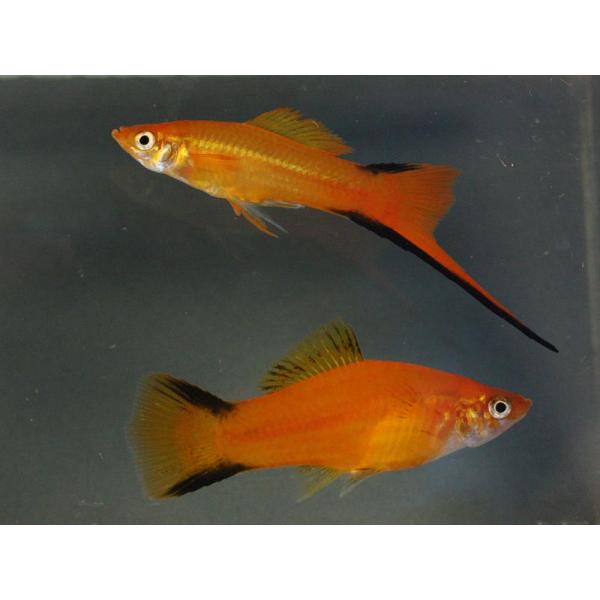 Golden Comet Swordtail (3-4 CM) - Universal Aquatics | Tropical and ...