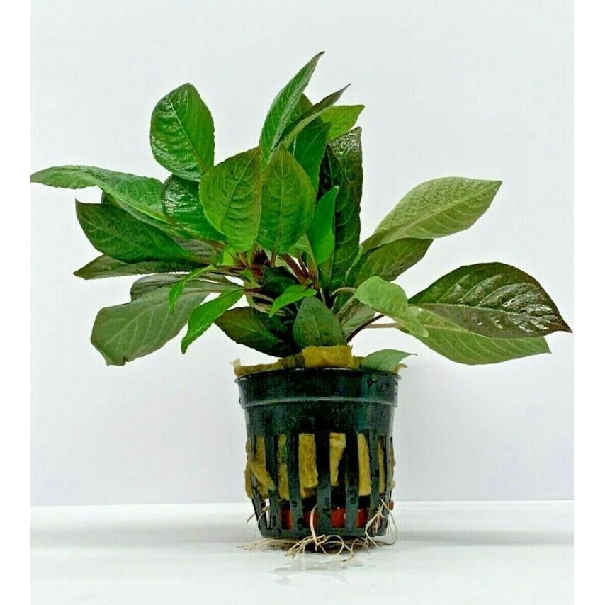 Hygrophila corymbosa - Universal Aquatics | Tropical and Pond Fish ...