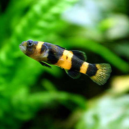 Goby - Universal Aquatics | Tropical and Pond Fish, Aquariums, Ponds ...