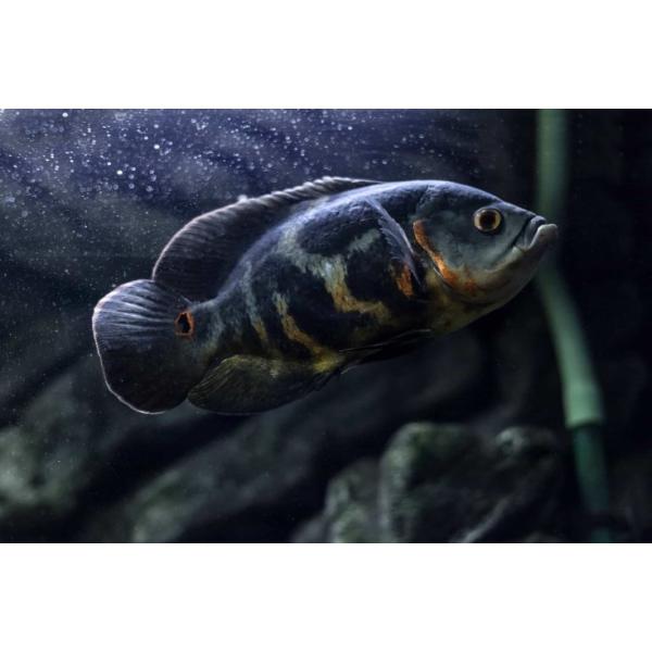 Assorted Oscar (4-5 CM) - Universal Aquatics | Tropical and Pond Fish ...