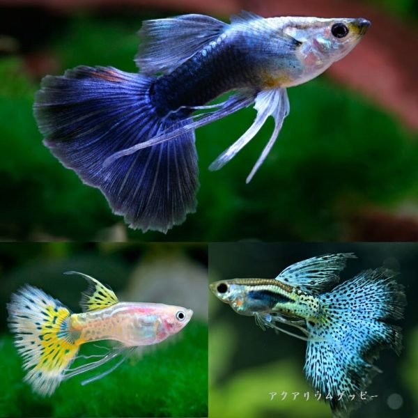 Buy Tropical Fish Online | Tropical Aquarium Fish Delivered To Your Door