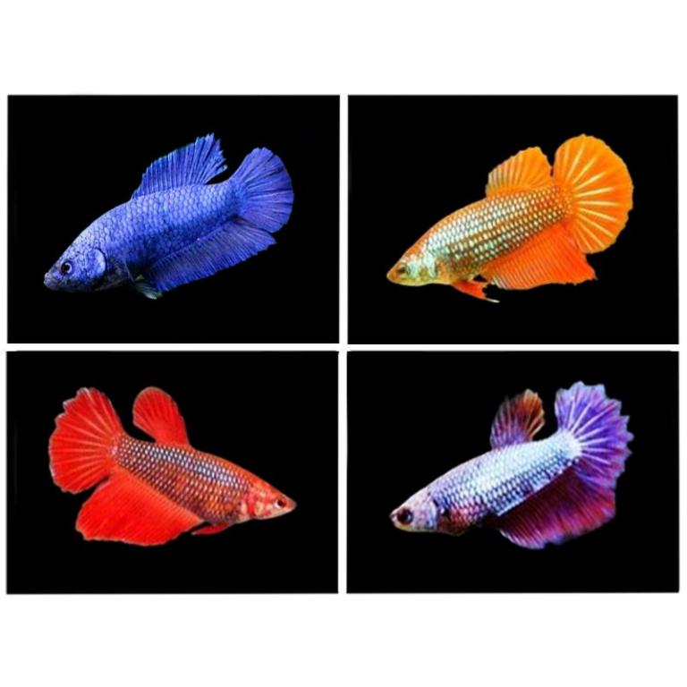 Super Delta Female Betta (3-4 CM) - Universal Aquatics | Tropical and ...