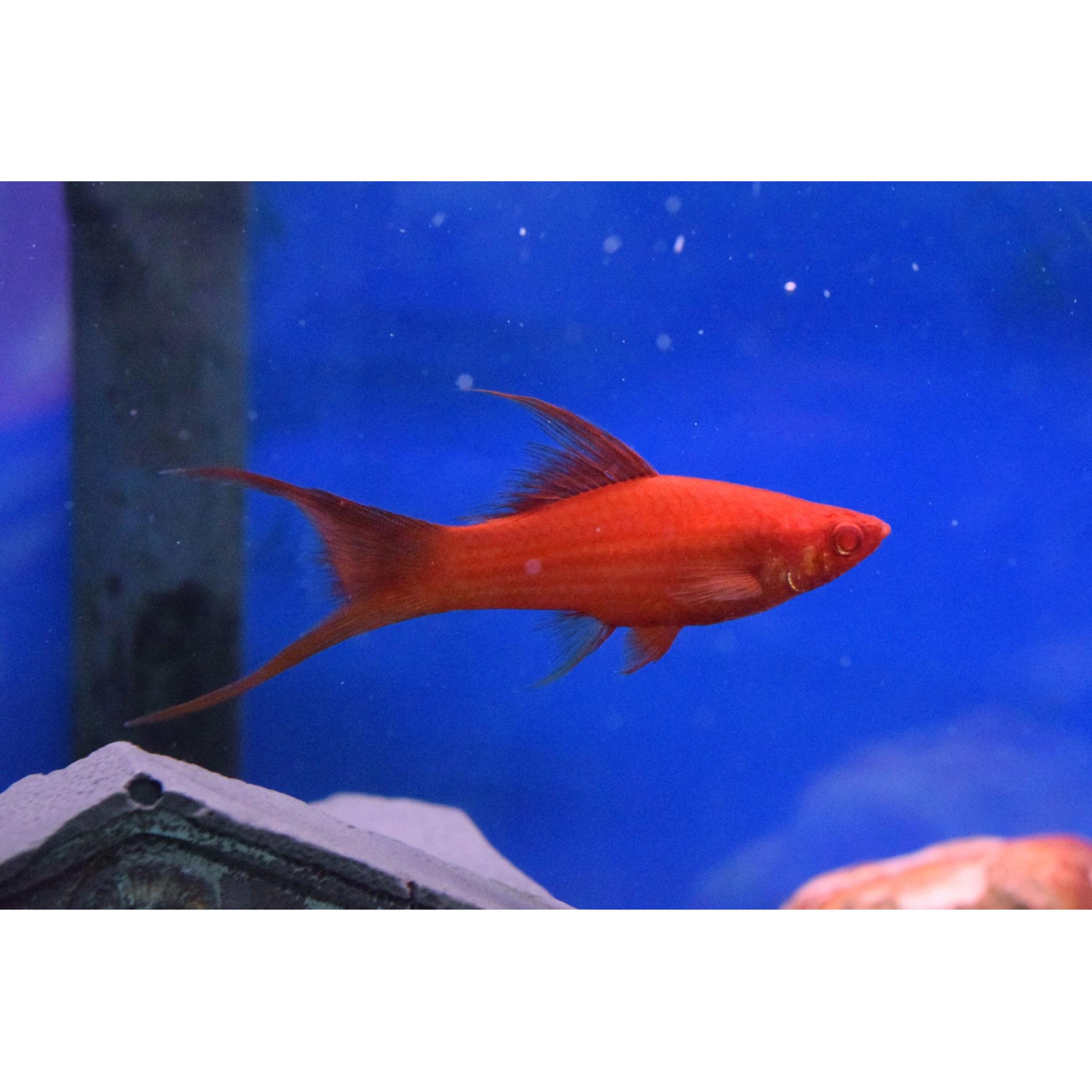 Red Lyretail Swordtail (5 CM) - Universal Aquatics | Tropical and Pond ...
