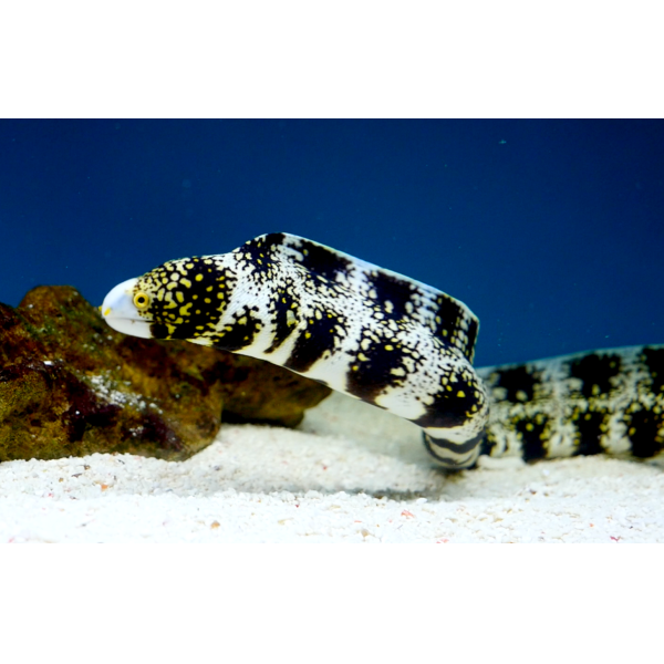 Snowflake Eel (30-35 CM) - Universal Aquatics | Tropical and Pond Fish ...