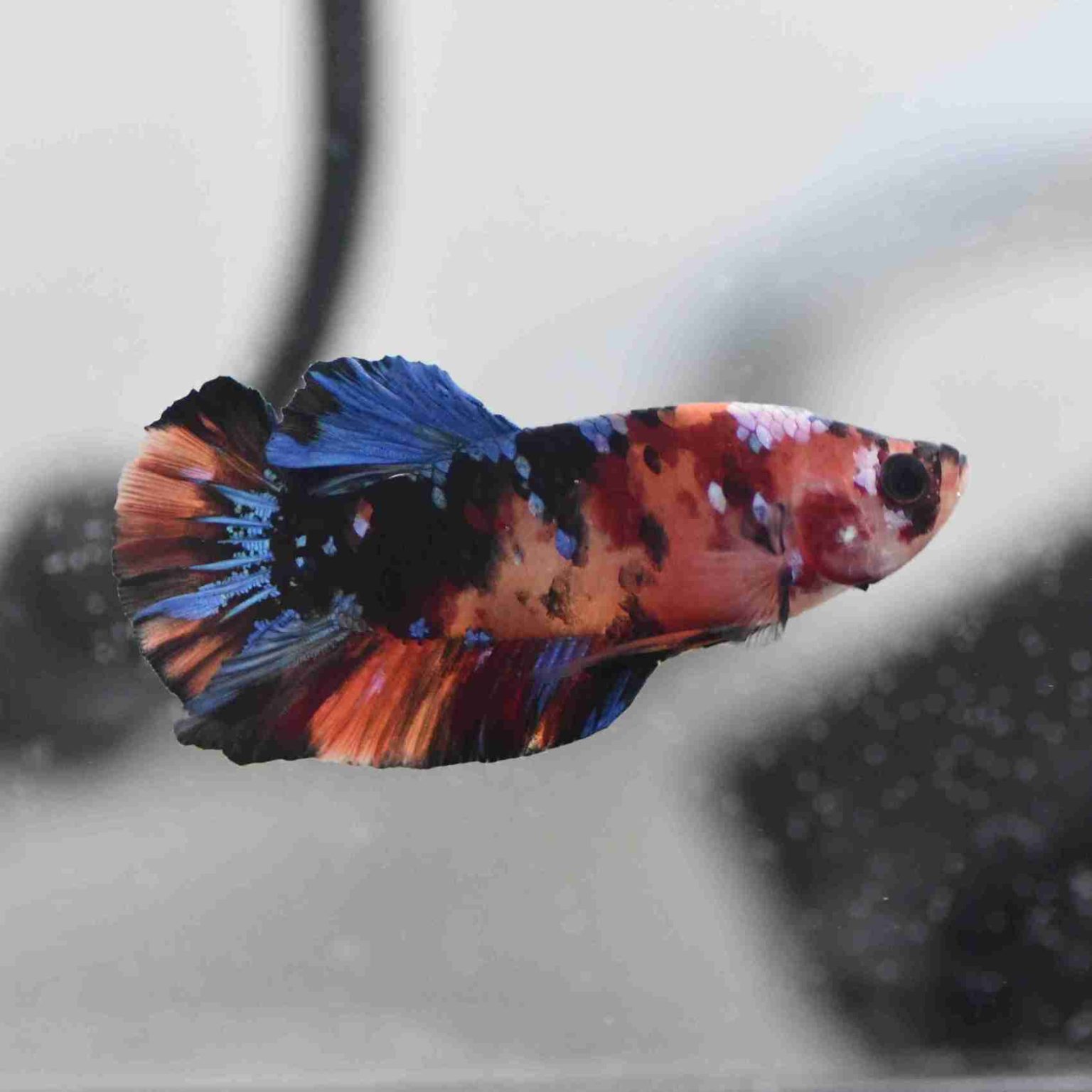 Betta Fish - Universal Aquatics | Tropical and Pond Fish, Aquariums ...