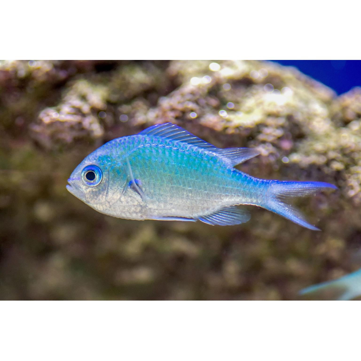 Green Chromis (3-4 CM) - Universal Aquatics | Tropical and Pond Fish ...