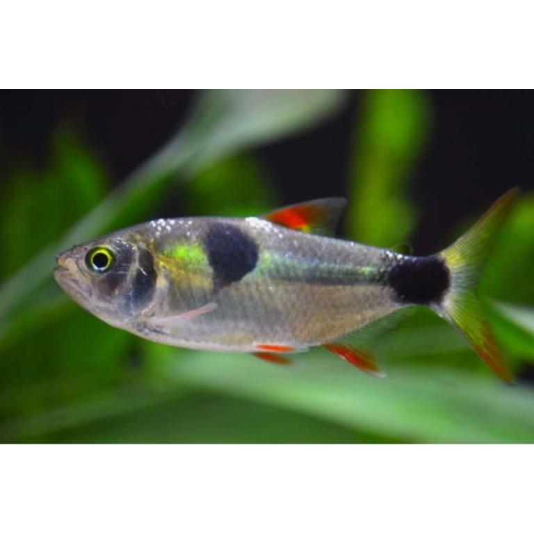 Bucktooth Tetra (6-7 CM) - Universal Aquatics | Tropical and Pond Fish ...