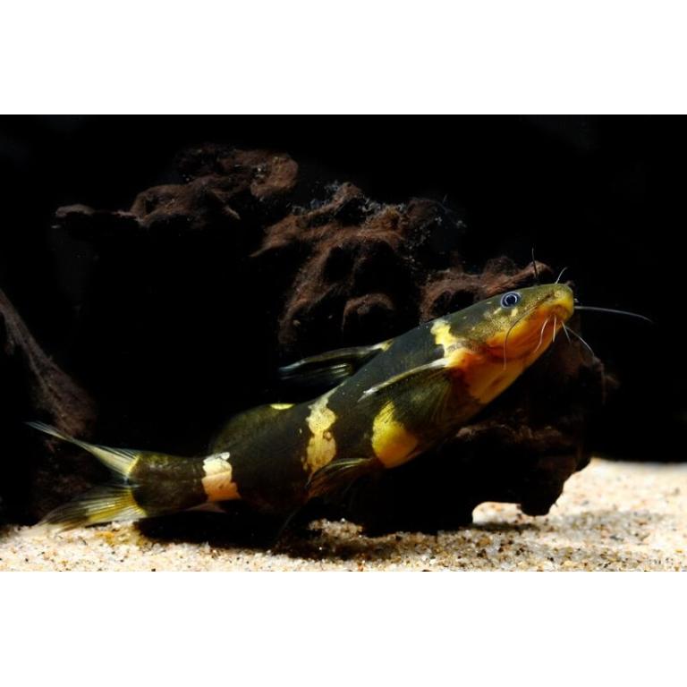 Asian Bumblebee Catfish (5 CM) - Universal Aquatics | Tropical and Pond ...