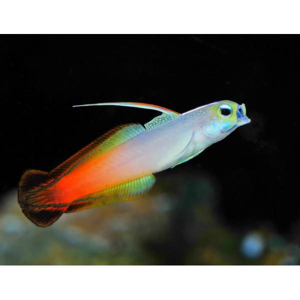 Red Firefish Goby (5-6 CM) - Universal Aquatics | Tropical and Pond ...