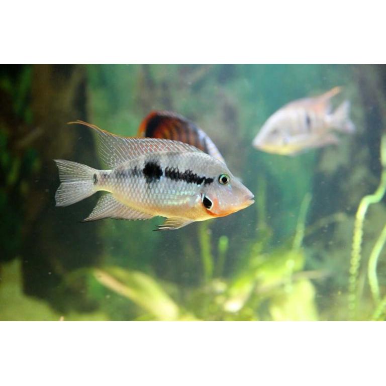 Firemouth Cichlid (5-7 CM) - Universal Aquatics | Tropical and Pond ...