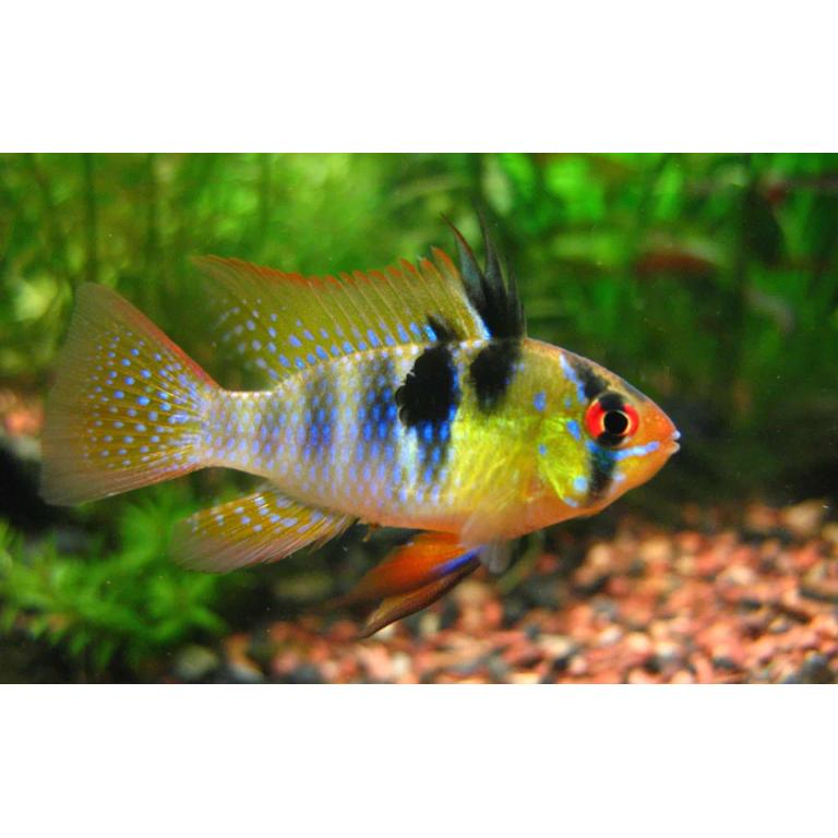 German Blue Ram (3 CM) - Universal Aquatics | Tropical and Pond Fish ...