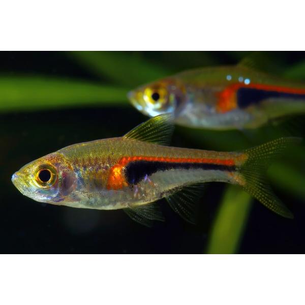 Glowlight Rasbora (2-2.5 CM) - Universal Aquatics | Tropical and Pond Fish, Aquariums, Ponds ...