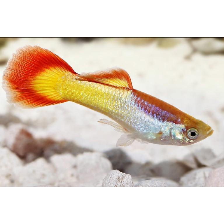 Flame Male Guppy (3 CM) - Universal Aquatics | Tropical and Pond Fish ...