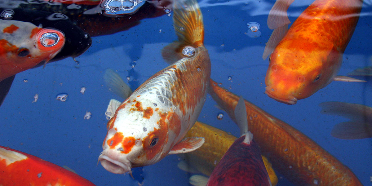 Universal Aquatics | Tropical and Pond Fish, Aquariums, Ponds, Water ...