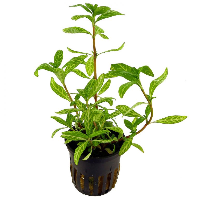 Hygrophila angustifolia rubra - Universal Aquatics | Tropical and Pond ...
