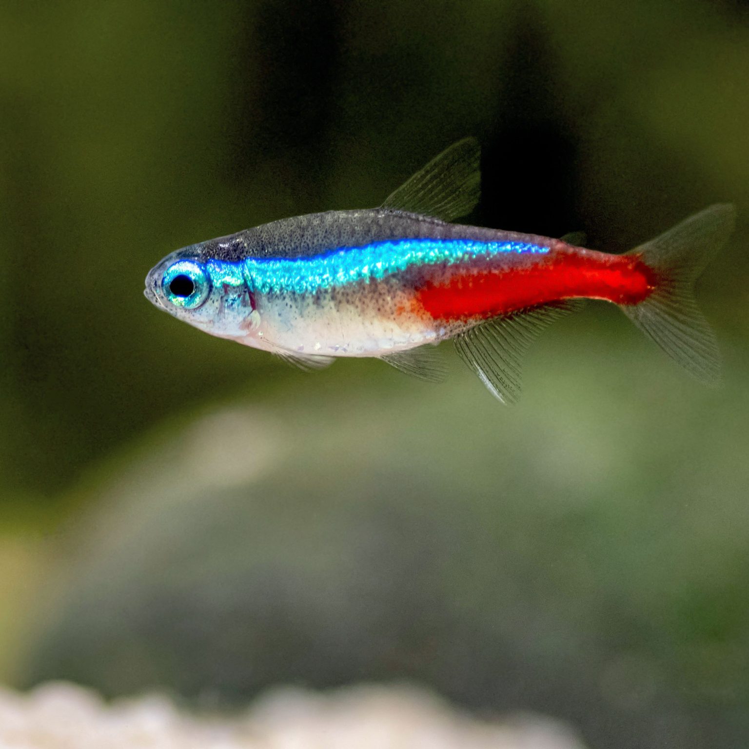 Neon Tetra (1.8 CM) - Universal Aquatics | Tropical and Pond Fish ...