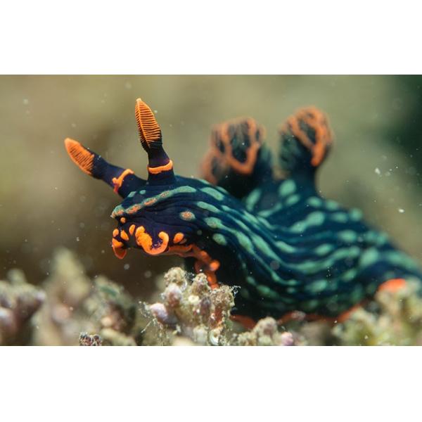 Assorted Sea Slug (2-3 CM) - Universal Aquatics | Tropical and Pond ...