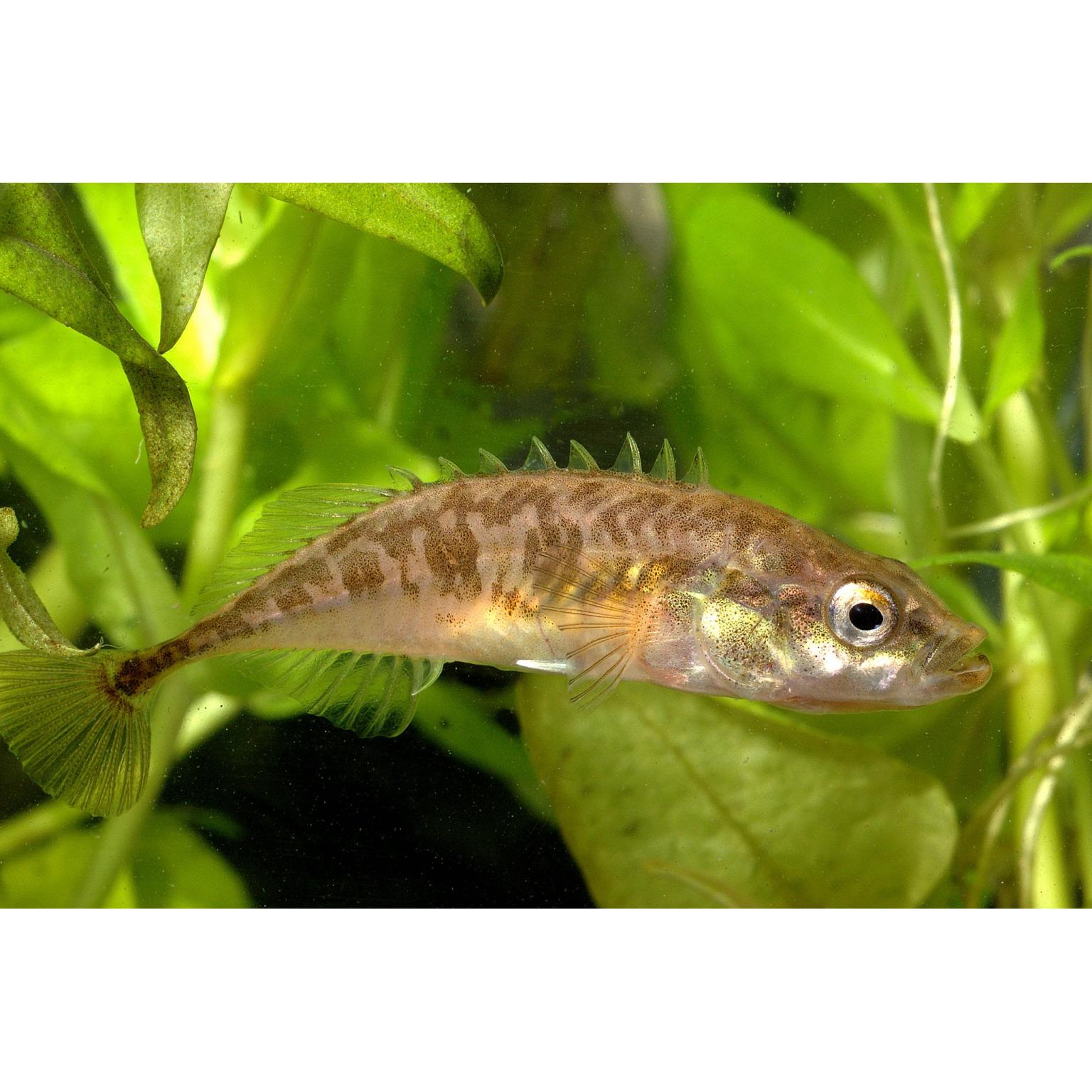 Stickleback (2") - Universal Aquatics | Tropical and Pond Fish ...