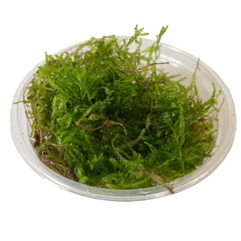 Taiwan moss in 80cc cup - Universal Aquatics | Tropical and Pond Fish ...